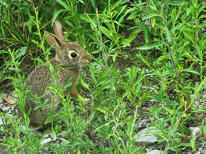 A cottontail rabbit pauses mid-munch, giving that "did you bring snacks?" look. The park's unofficial welcoming committee has the softest ears.