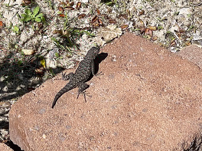 Desert wildlife taking a sunbath. This little lizard isn't just surviving in the desert—it's thriving with a prime real estate spot.