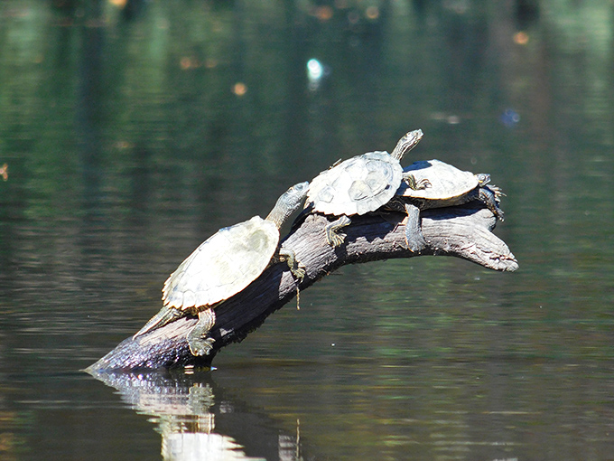 Turtles stacking themselves like nature's Jenga game, proving that even cold-blooded creatures appreciate a good sunbathing party.