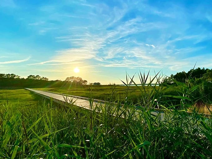 Sunrise paints the marshland pathway with golden light, turning a simple boardwalk into the yellow brick road of coastal Delaware.