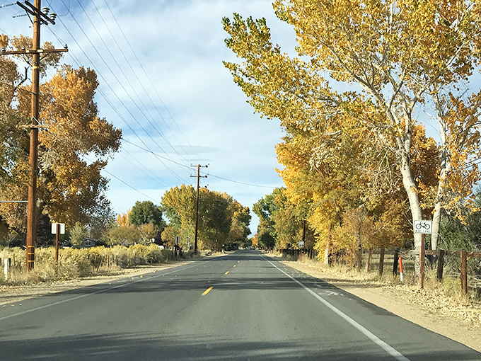 Golden autumn trees line this peaceful road leading into Bishop, where small-town charm meets Eastern Sierra beauty.