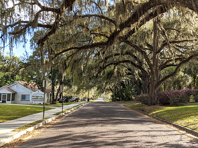 Brooksville's canopy roads create natural tunnels of green where every drive feels like entering an enchanted forest.