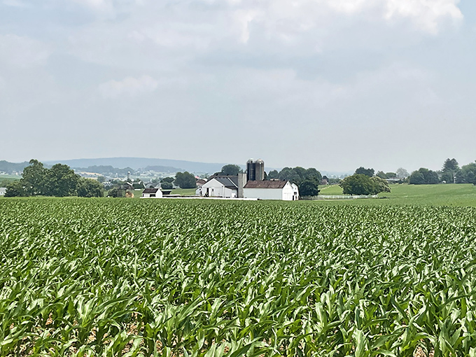 Intercourse's farmland spreads out like nature's own green carpet, perfectly manicured by generations of care.