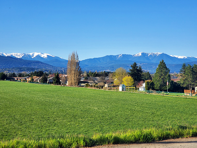 Emerald fields stretch toward snow-capped Olympic peaks in Washington's sunny rain shadow paradise.