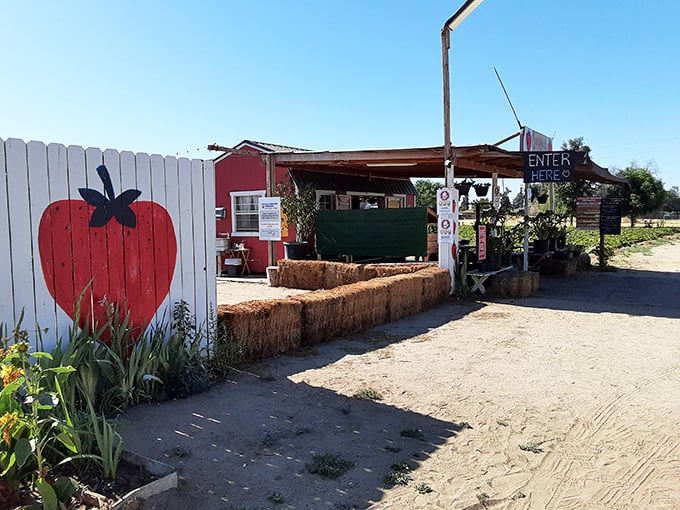 Berry fields of dreams. Sunshine's Farm lives up to its name with sun-drenched rows stretching toward the horizon.