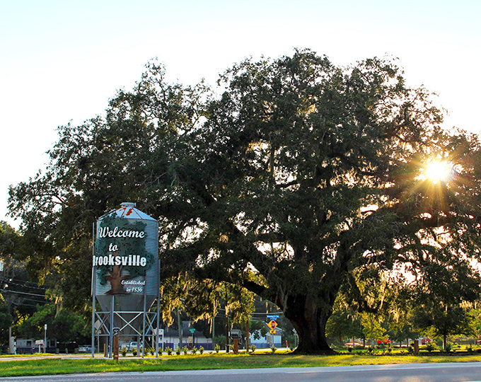 The iconic Brooksville oak welcomes visitors to town. When nature provides this kind of majesty, who needs expensive entertainment?