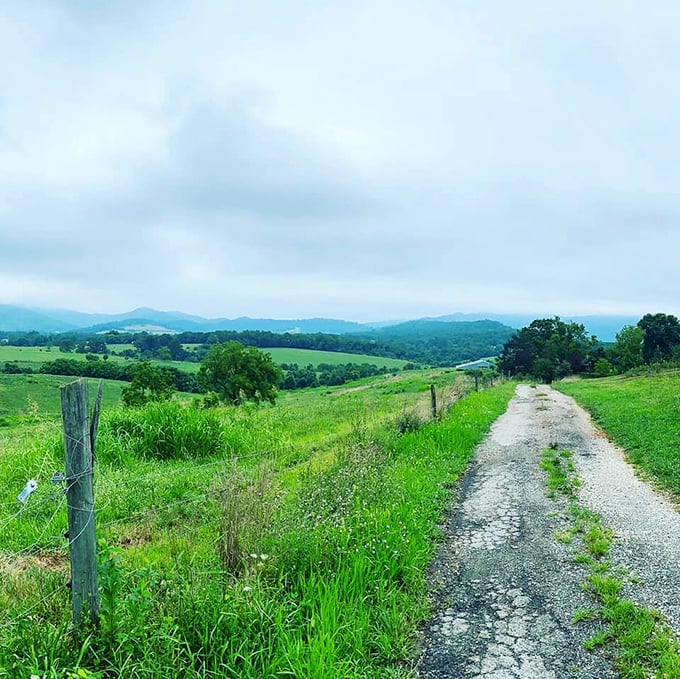 Mountain views stretching beyond apple orchards prove Virginia saved its best scenery for the fruit-growing regions.