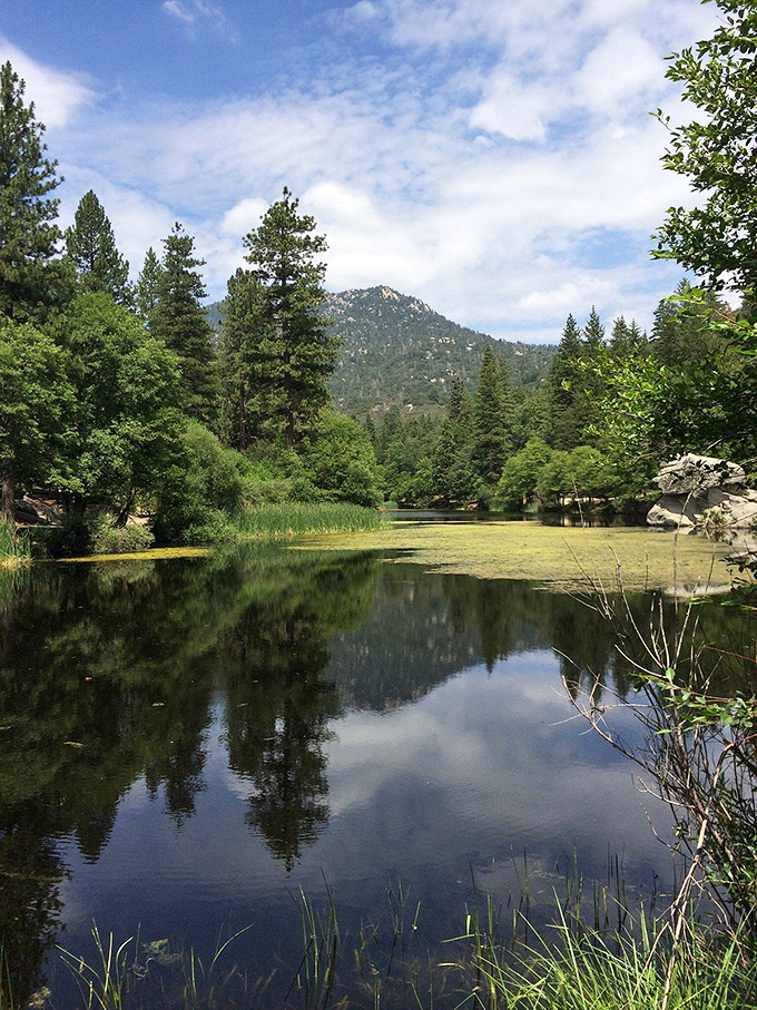 Summer's green meadows stretch toward pine-covered hills, creating nature's perfect retirement community setting.