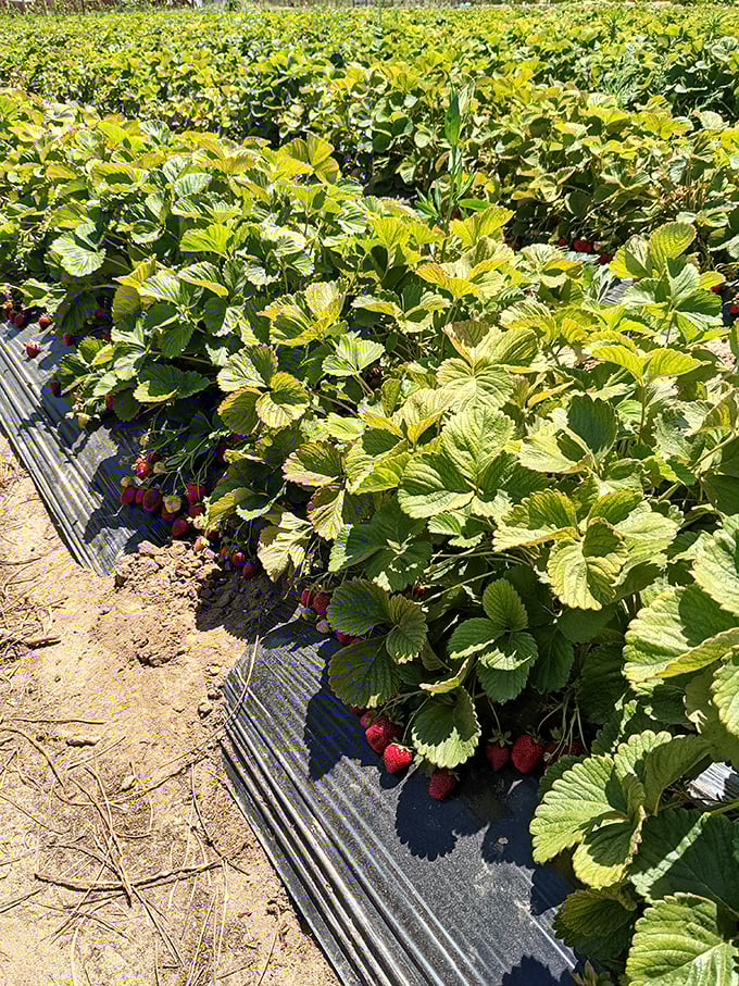 Nature's candy factory. These plump berries hanging like jewels are California sunshine in edible form.