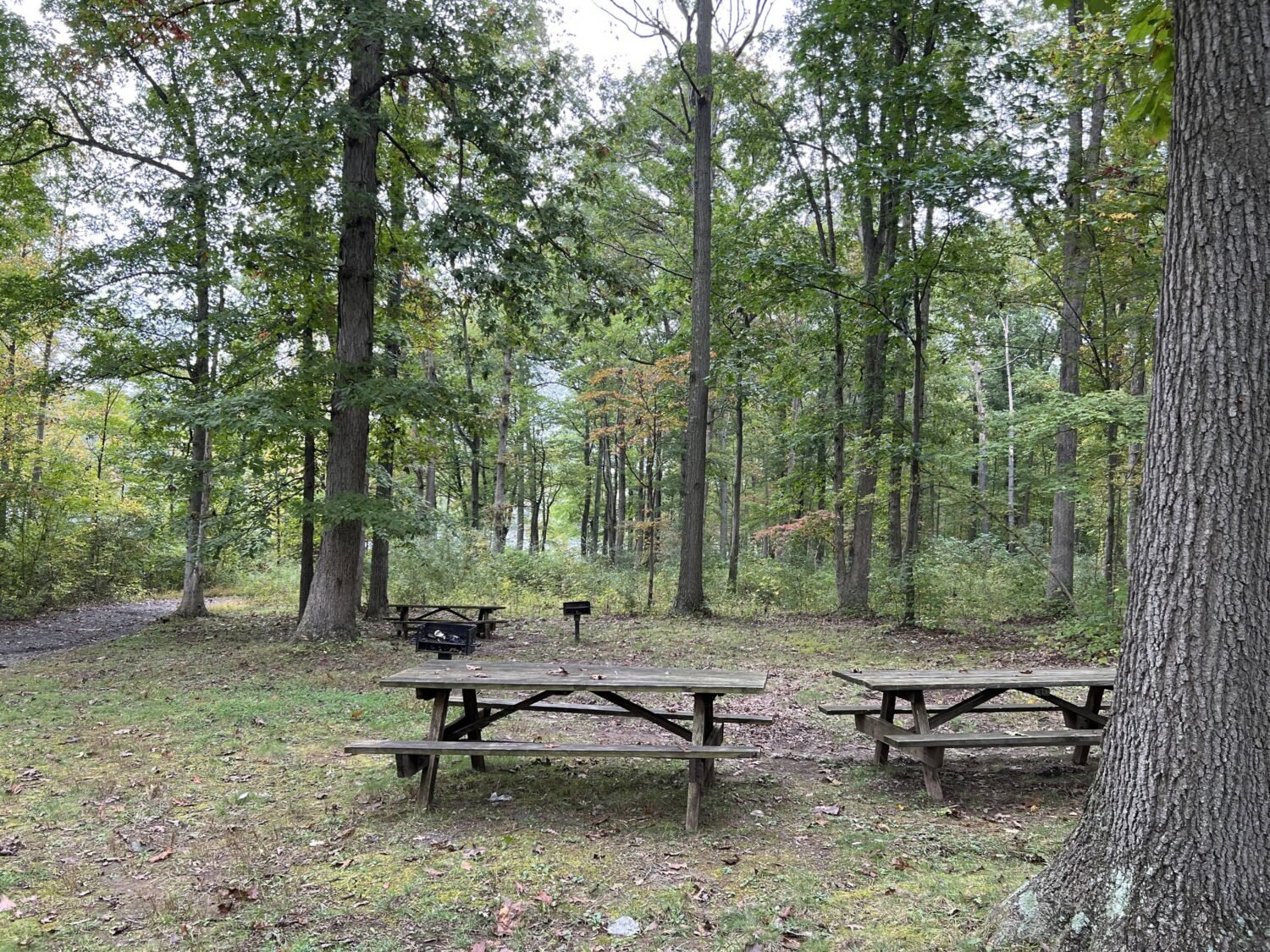 Nature's dining room comes complete with oak-beam ceilings, pine-scented air, and the best ambiance money can't buy.