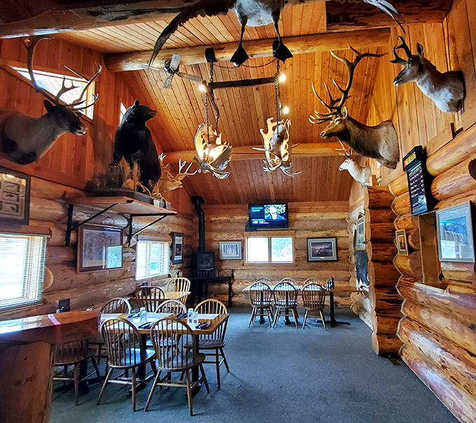 The taxidermy collection rivals natural history museums, creating an atmosphere where dinner conversation never goes extinct.