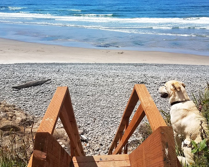 Four-legged beach critics give this shoreline two paws up for panoramic views and excellent sniffing opportunities.