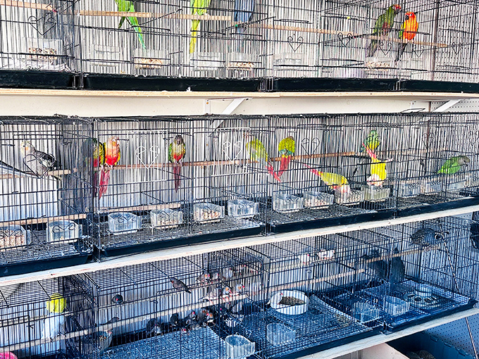 A colorful aviary of potential pets chirps for attention. Who knew a swap meet could double as an impromptu exotic bird sanctuary?