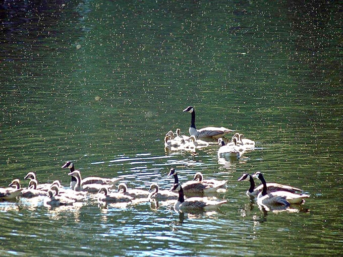 The local Canada geese flotilla on patrol, showing off their perfect formation swimming that would impress any Olympic synchronized team.
