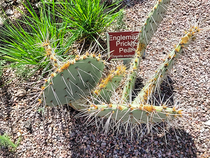 The Engleman Prickly Pear stands as nature's warning sign: "Photos encouraged, touching discouraged," in this botanical version of look-but-don't-touch.