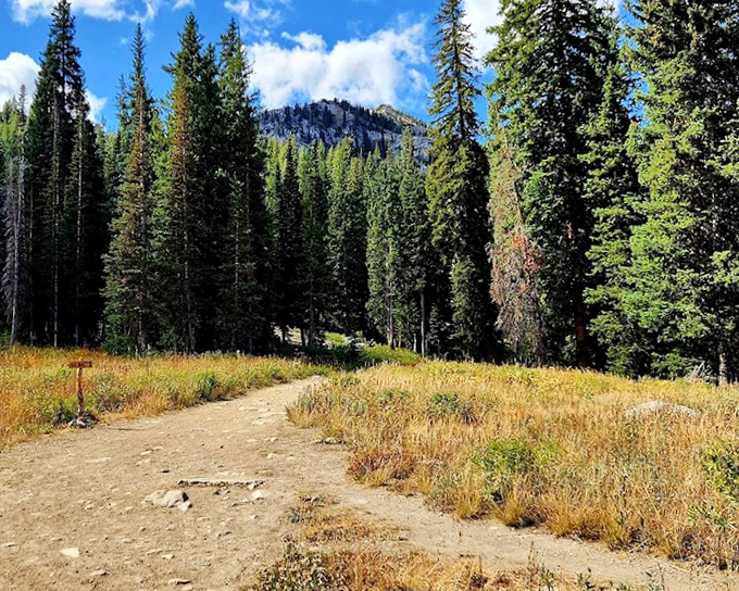 This forest trail beckons hikers into a cathedral of pines, where sunlight filters through branches like nature's own stained glass.