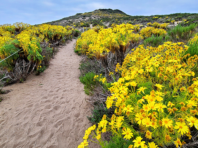 Nature's springtime show features trails bordered by brilliant yellow coreopsis flowers&mdash;California's version of a yellow brick road leading to coastal wizardry.