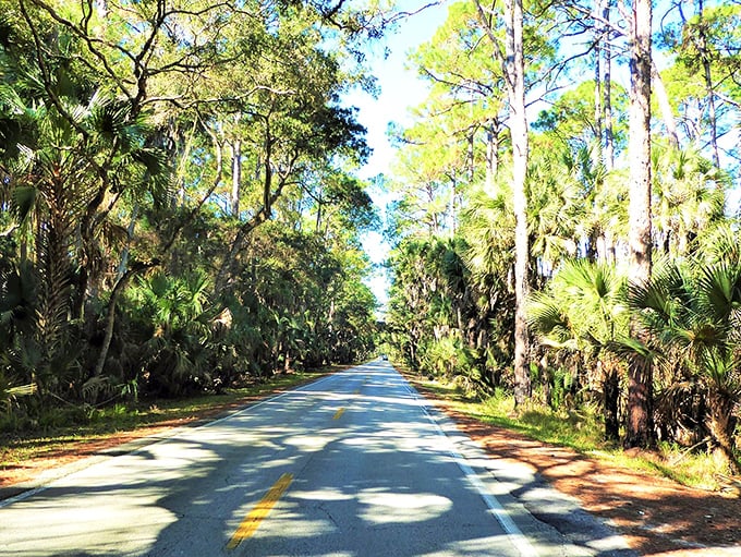 Pine and palm create nature's perfect partnership along this sunlit stretch, showcasing Florida's remarkable biodiversity.