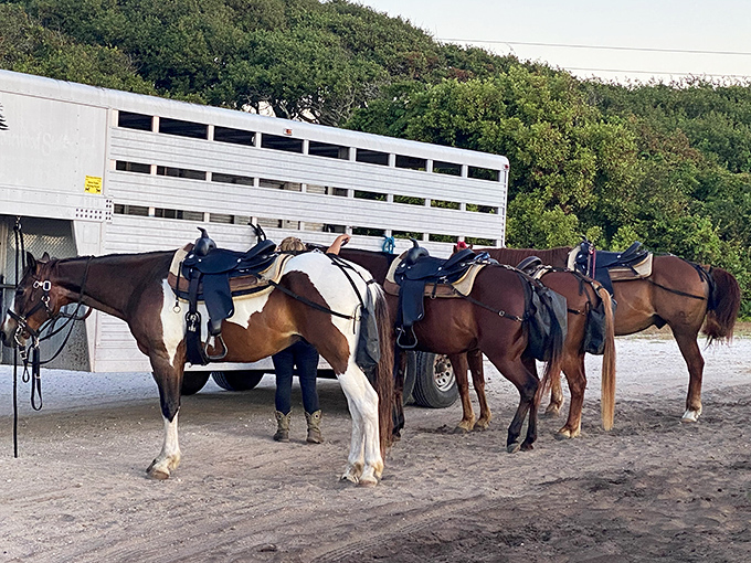 These horses aren't just ready for beach rides&mdash;they're practically posing for their equestrian LinkedIn profiles. Coastal trail rides beat office meetings any day.