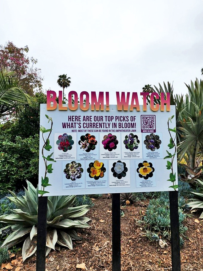 The "BLOOM! WATCH" board works like nature's movie listings, telling you exactly which botanical stars are currently giving their best performances throughout the garden.