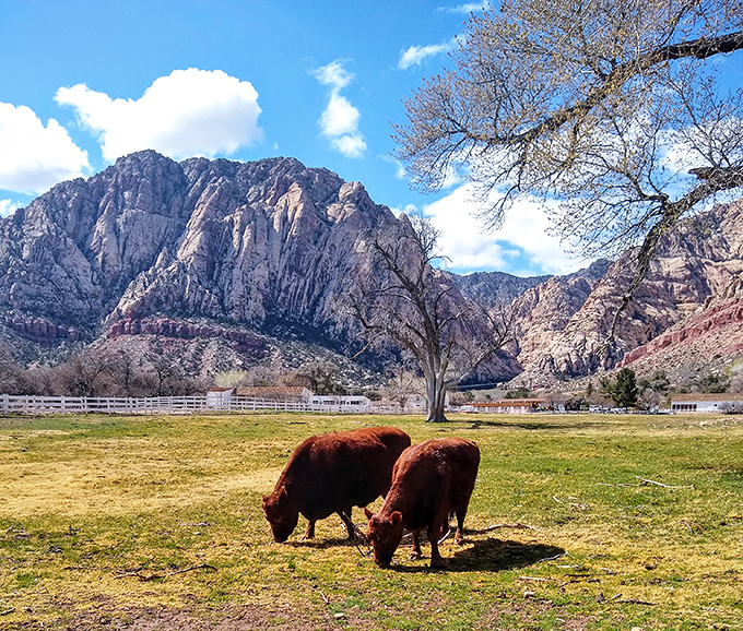 These Lincoln Red cattle are living proof that Nevada isn't all casinos and desert. They've got premium real estate with million-dollar views.