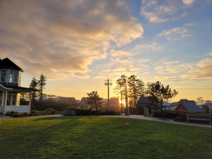Sunset symphony in suburbia. The golden light filtering through pine trees transforms an ordinary evening into a moment worth remembering forever.