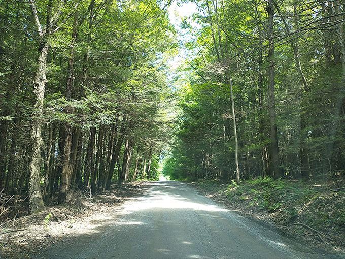 This forest road cuts through Pennsylvania's legendary woodlands, offering the kind of peaceful drive that clears minds and inspires daydreams.