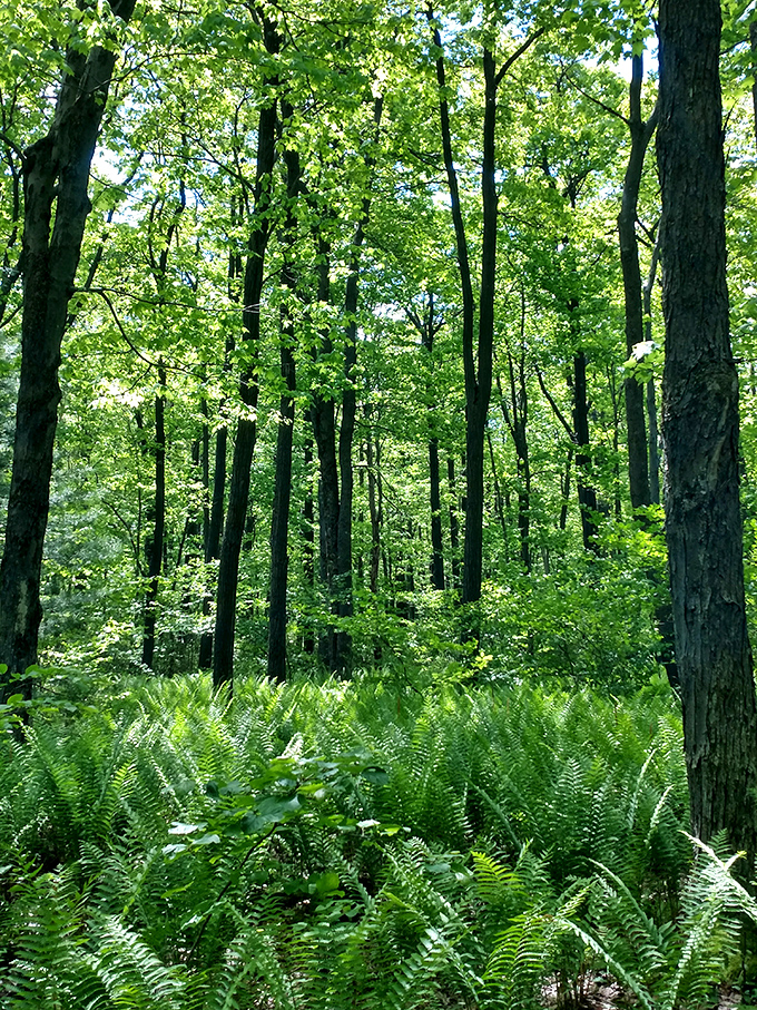 Sunlight filters through a cathedral of trees, creating the world's most perfect natural light show.