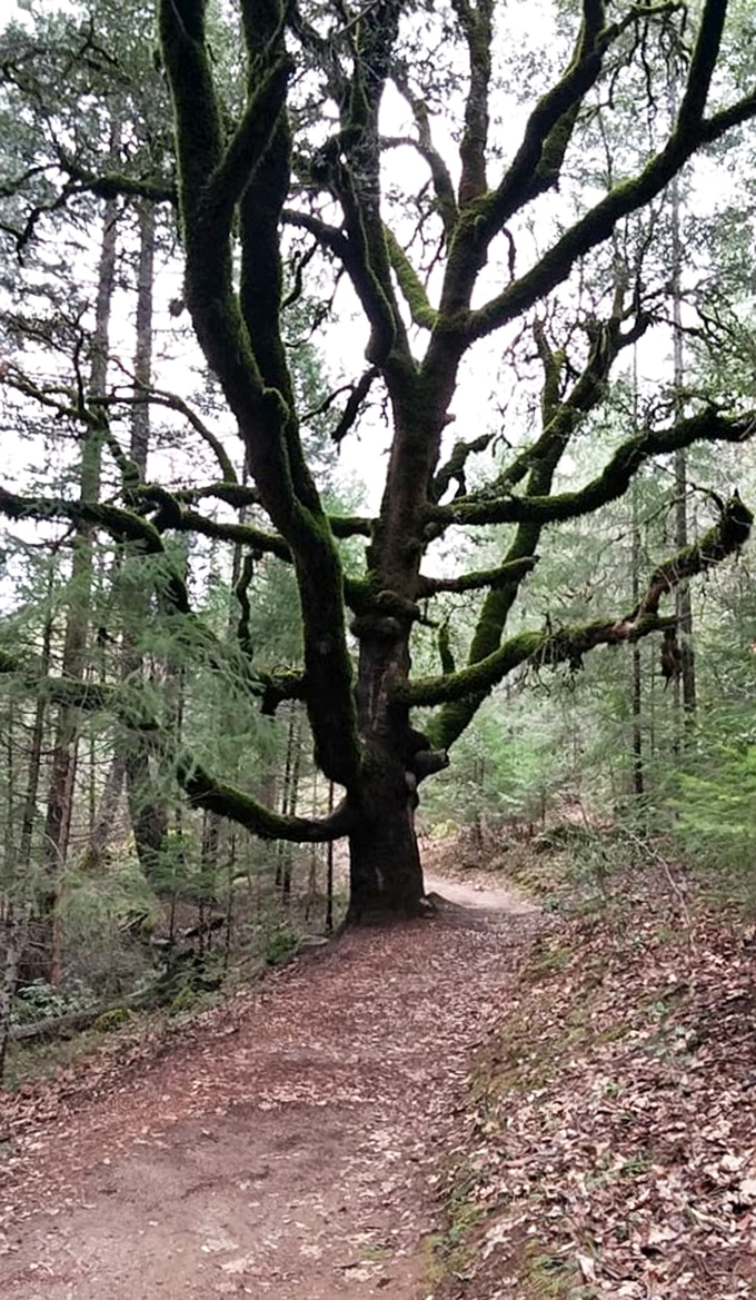This ancient tree has seen more hikers than a REI clearance sale. Its moss-covered branches create a natural archway along the trail.
