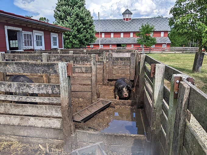 This muddy paradise proves that pigs understood the luxury spa concept long before humans started paying for mud baths.