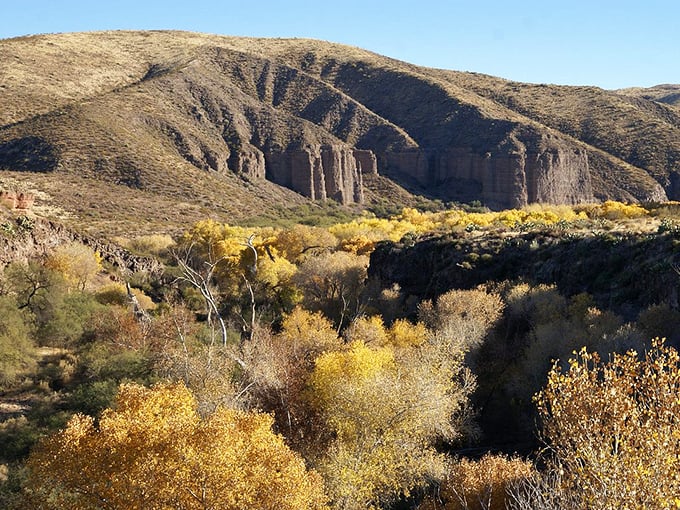 Nature's paintbox explodes in autumn along this canyon, proving Arizona does seasonal color changes with the same drama as its sunsets.
