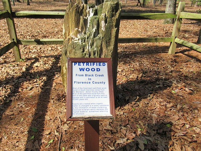 Petrified wood: nature's way of saying "I'm going to turn this tree into a rock just to blow your mind."