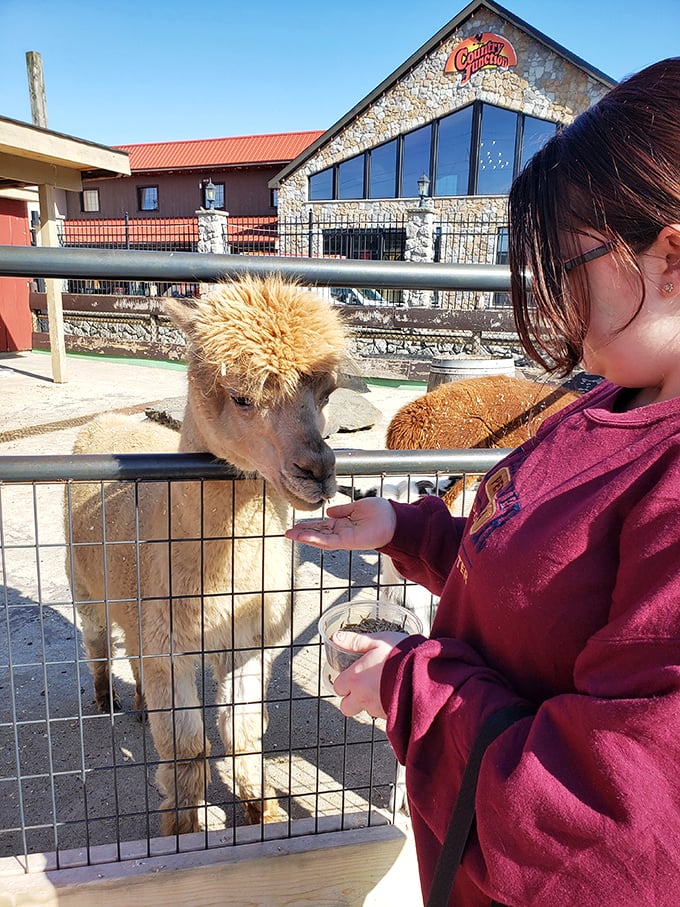 A magical moment at the petting zoo where alpacas teach city kids that food doesn't originate in the grocery aisle but from actual living creatures.