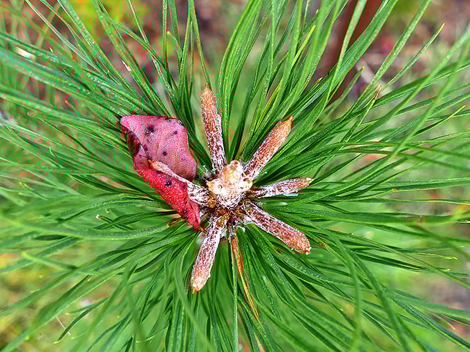 Nature's jewelry: a vibrant pine cone formation captures spring's delicate beauty. This tiny botanical masterpiece proves the best art gallery is right outside.