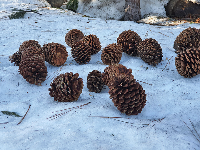Sierra pinecones scattered across fresh snow remind you that nature's decorating skills put most interior designers to shame.
