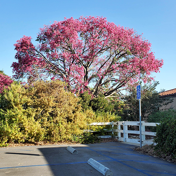 Spring's grand announcement! This magnificent pink trumpet tree doesn't just bloom&mdash;it throws a full-scale color parade visible from three blocks away.
