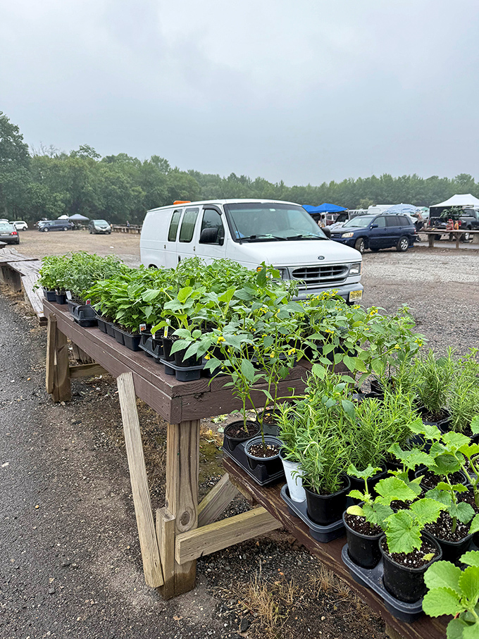 Garden dreams sprout in plastic pots, offering shoppers the chance to bring home living souvenirs that grow more valuable with time.