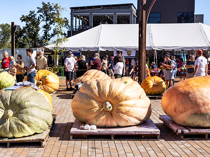 Giant pumpkins command attention at the harvest festival, their improbable size making you wonder if Jack's beanstalk might be growing somewhere nearby.
