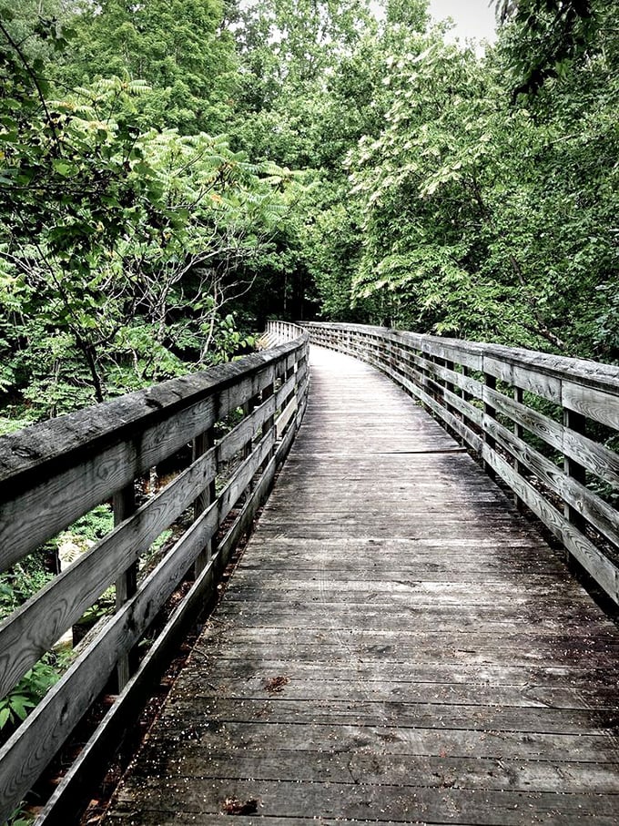 The boardwalk trail invites visitors to wander deeper into the forest, where each turn promises new discoveries and the scent of pine fills the air.