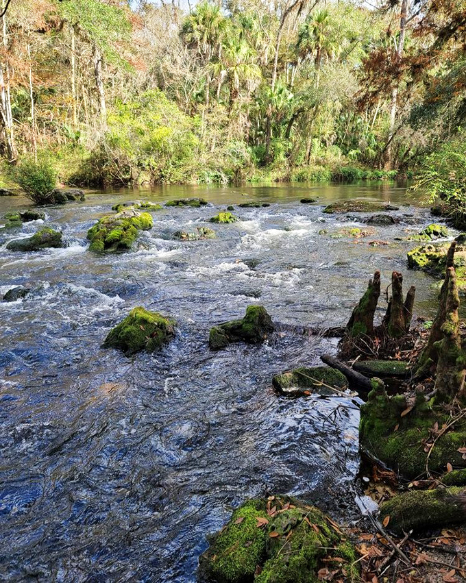 The river's gentle rapids create nature's soundtrack &ndash; part babbling brook, part prehistoric Florida, all therapeutic to modern ears.