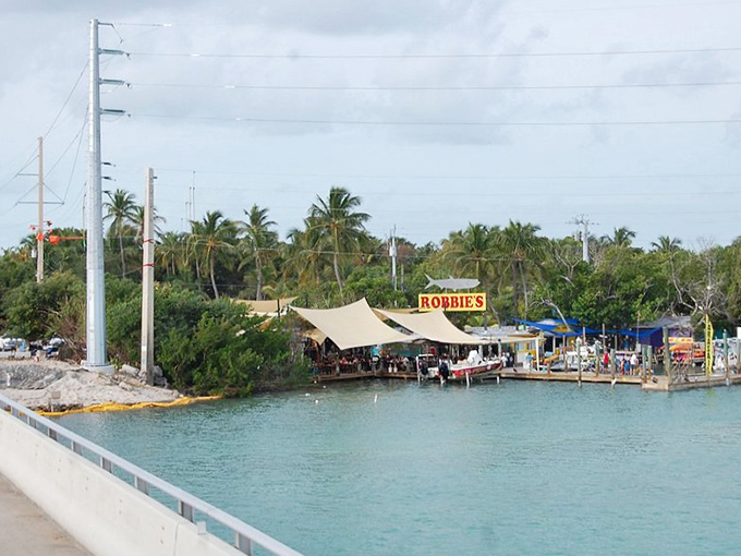 Robbie's Marina isn't just a stop—it's where you'll find yourself hand-feeding tarpon the size of small submarines while pelicans plot to steal your bait.