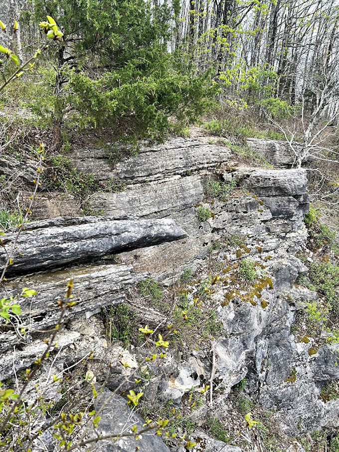 Nature's staircase of layered limestone tells Alabama's ancient oceanic history, when this mountaintop was once a prehistoric seafloor.