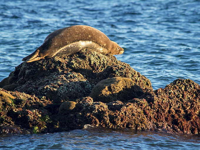 Sunbathing, seal-style. This lounging local doesn't need a beach towel to enjoy prime real estate on nature's most comfortable rock.