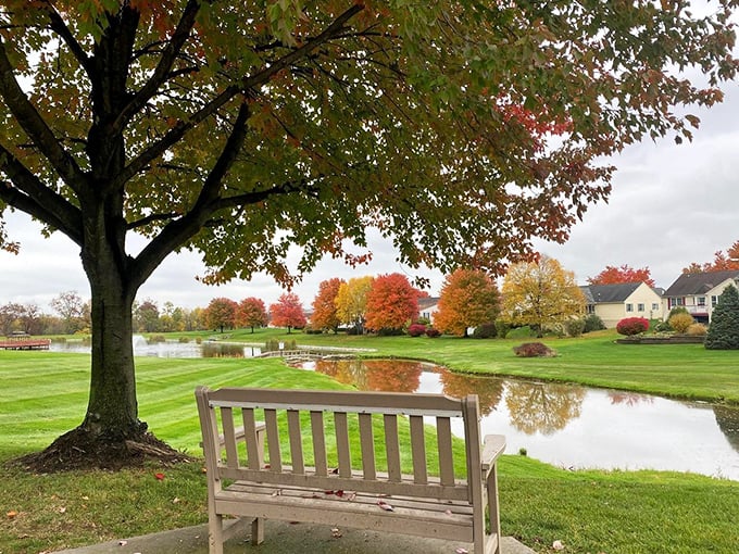 A bench beneath autumn's canvas, positioned for maximum pond-gazing. Nature's television, with a much better seasonal lineup.