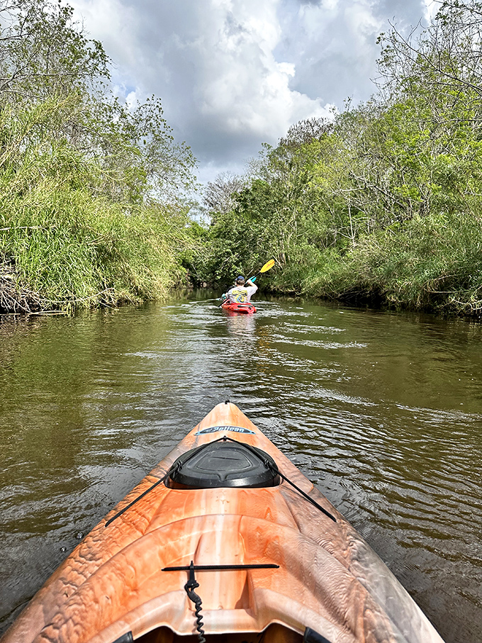 Kayaking Sebastian's waterways puts nature's wonders at paddle's reach, where mangroves create peaceful corridors for wildlife watching and soul-soothing.