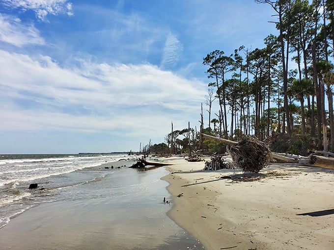 Coastal erosion creates haunting beauty as the Atlantic slowly reclaims the shoreline, leaving behind nature's sculpture garden.