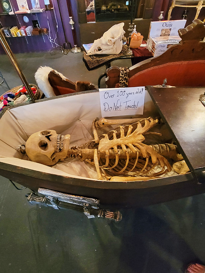 This skeletal resident lounging in its miniature coffin seems surprisingly at home among the shop's collection of curiosities.