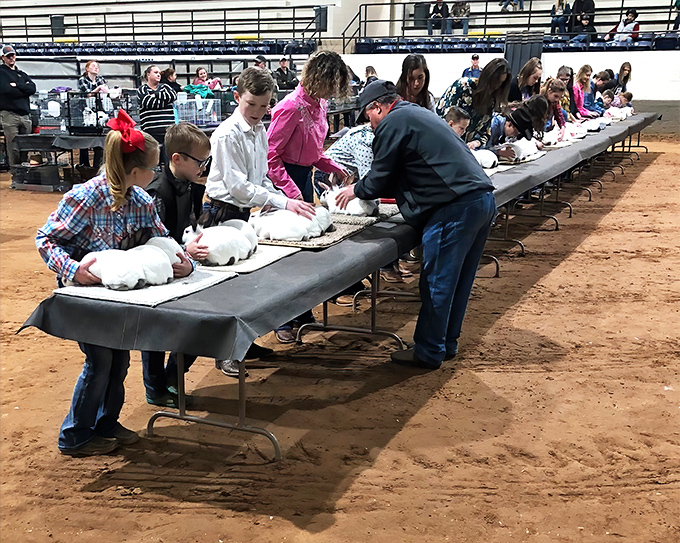 Future farmers of America learn the value of raising something more substantial than their TikTok follower count at the local stock show.