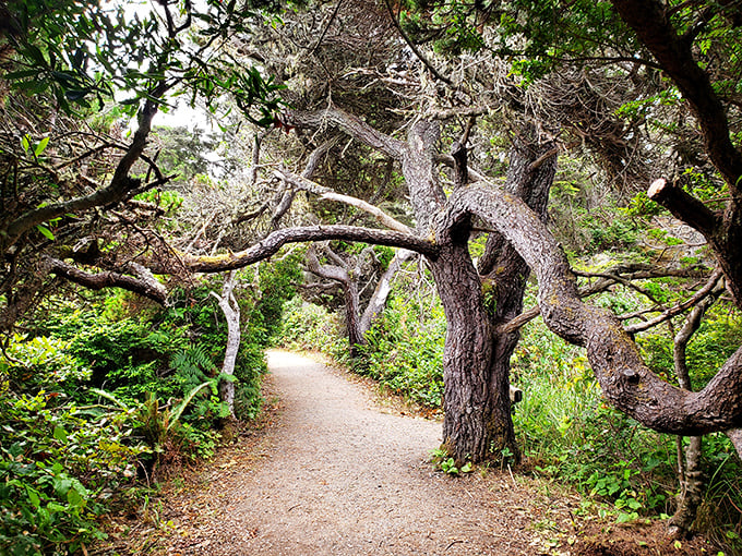 Sue-meg State Park's twisted trees create nature's own sculpture garden – a windswept pathway that feels like walking through a fantasy novel.