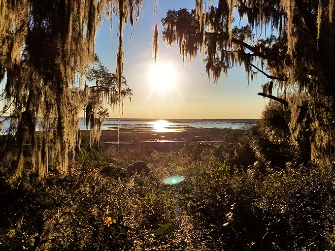 Sunset through nature's curtains. When the light hits just right, even your smartphone camera suddenly thinks it's a professional.